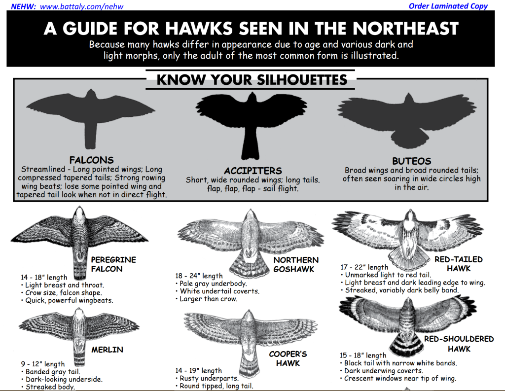 Hawk ID Workshop – Sept 22nd on Mt. A! (rain date: Sept 29th) | York ...