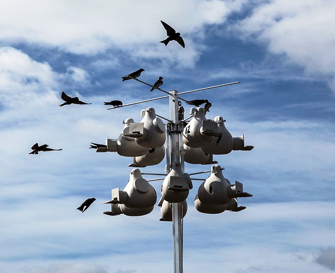 Saving the Purple Martin – with Dennis Skillman – York County Audubon