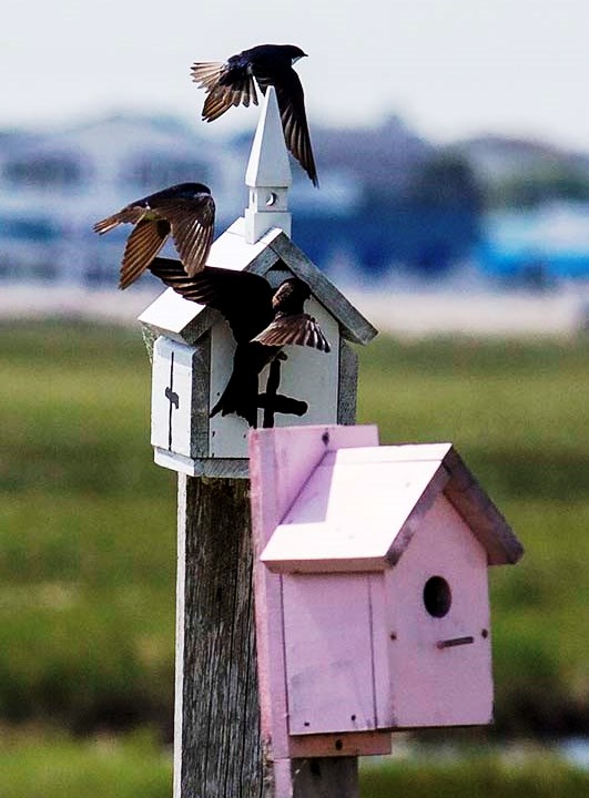 Saving the Purple Martin – with Dennis Skillman – York County Audubon