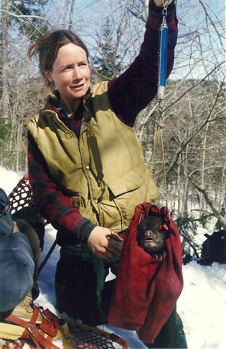 The Black Ghost: Understanding the Maine Black Bear – with Deborah ...