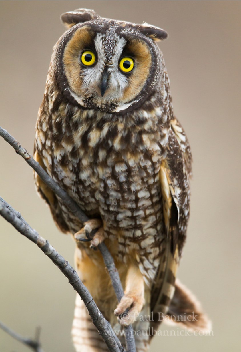 A Year in the Life of North American Owls – with Paul Bannick – York ...