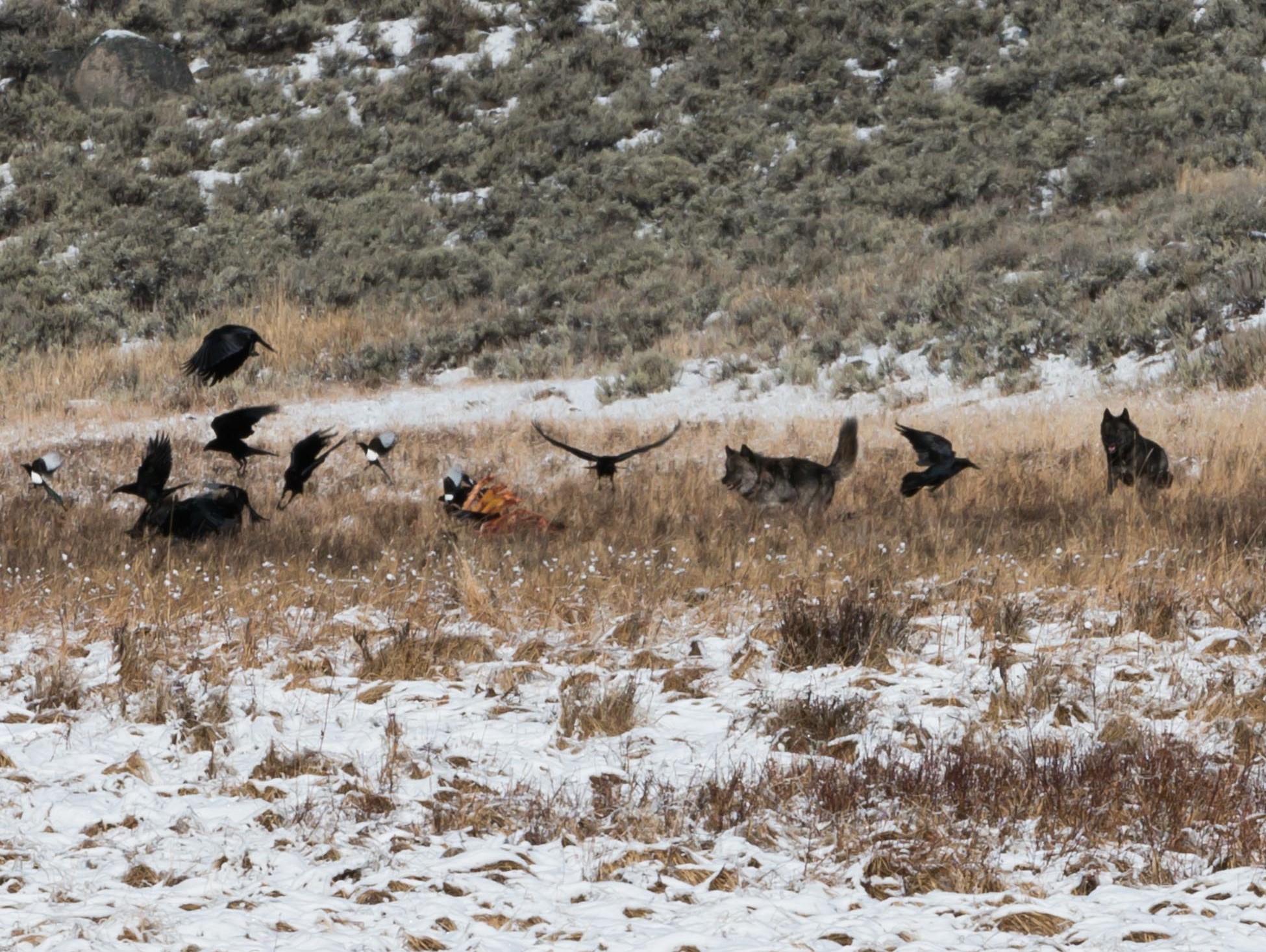 Ravens, Wolves and People – with John Marzluff – York County Audubon