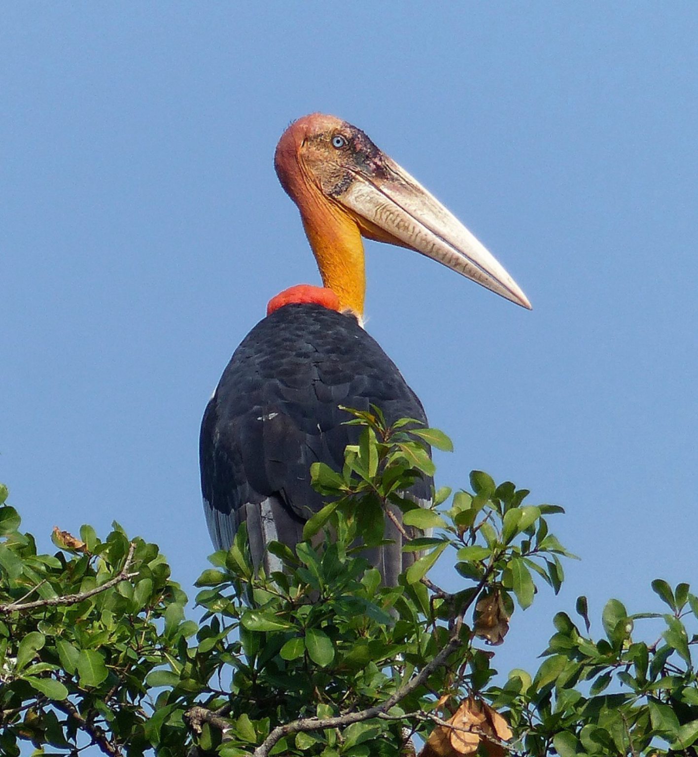 Birds of SE Asia: a focus on Cambodian Natural History – with Howie ...