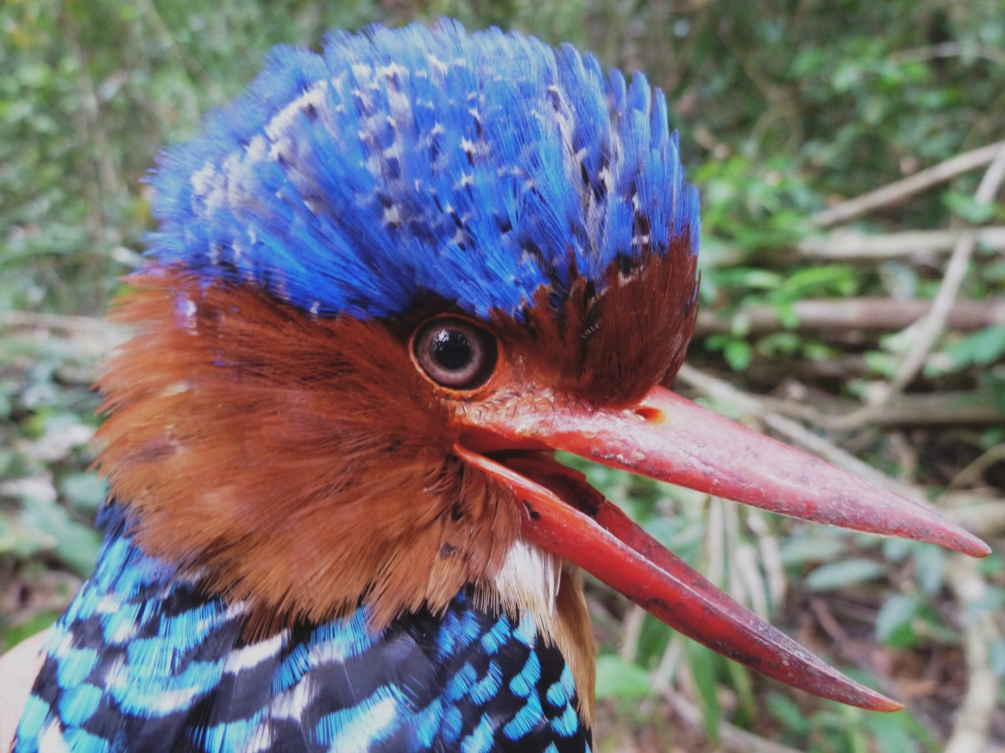 Birds of SE Asia: a focus on Cambodian Natural History – with Howie ...