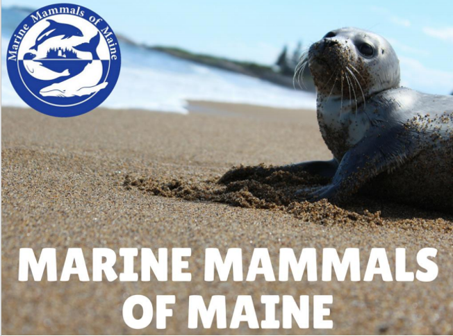 A Seal’s Journey – with Jessica Woodend - Tuesday, June 18th at 7 pm ...