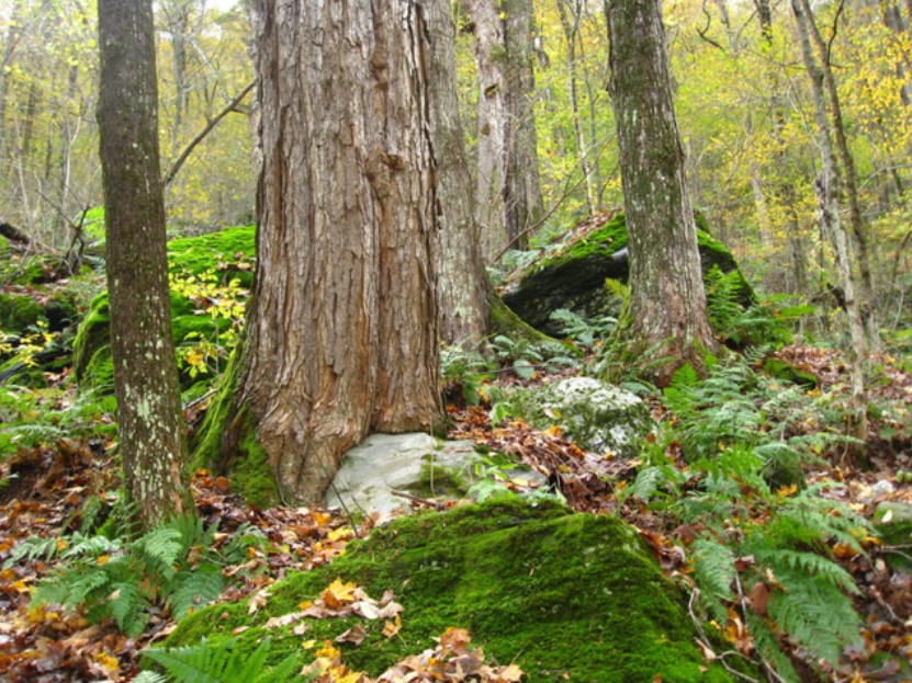Jan 21st - Old Forests: Jewels in the crown of the Maine landscape? - a ...