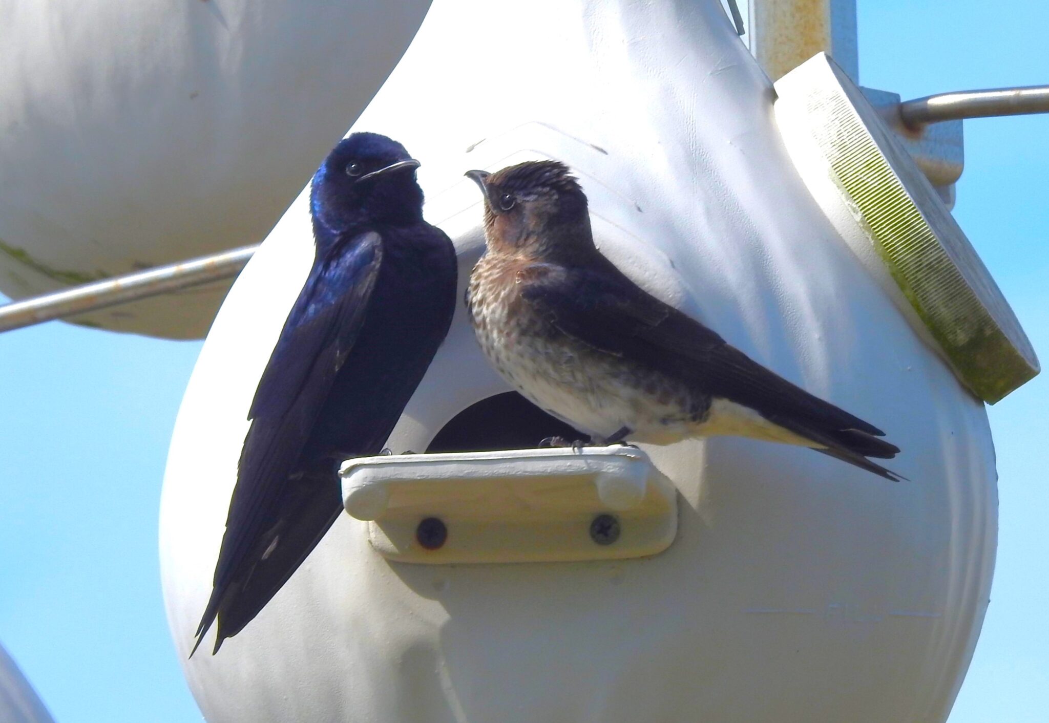 Purple Martin gourds - York County Audubon
