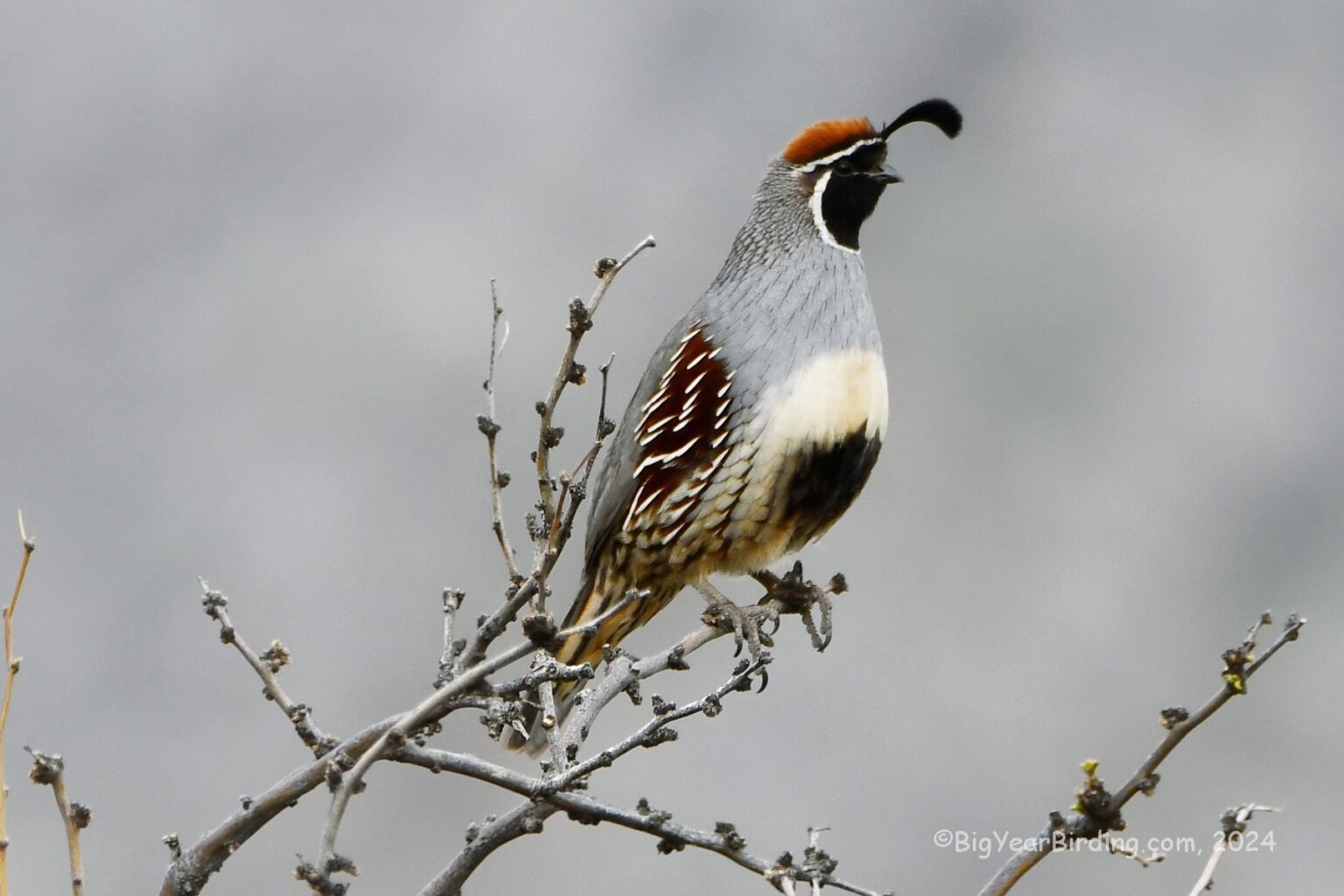 A 2024 Lower 48 Big Year – with Ethan and Ingrid Whitaker – Tuesday ...