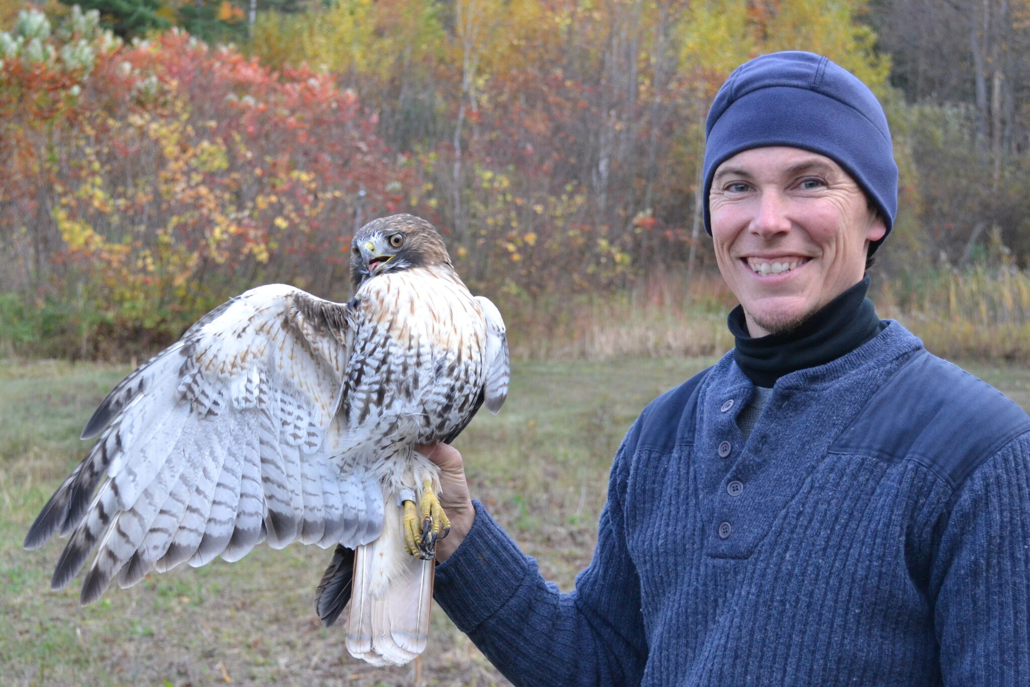 Falconry: Extreme Birdwatching Here in Maine– with Scott McNeff ...